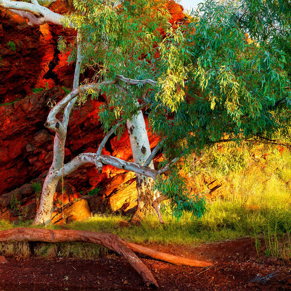 Tiger Eye Pilbara Red Acrylic Block | Shaun Jones
